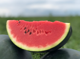 SEMINTE PEPENE VERDE PATA NEAGRA F1 250SEM - LEN