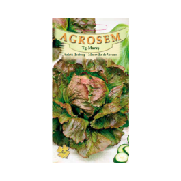 SALATA ICEBERG MARAVILLA VER 1,5GR