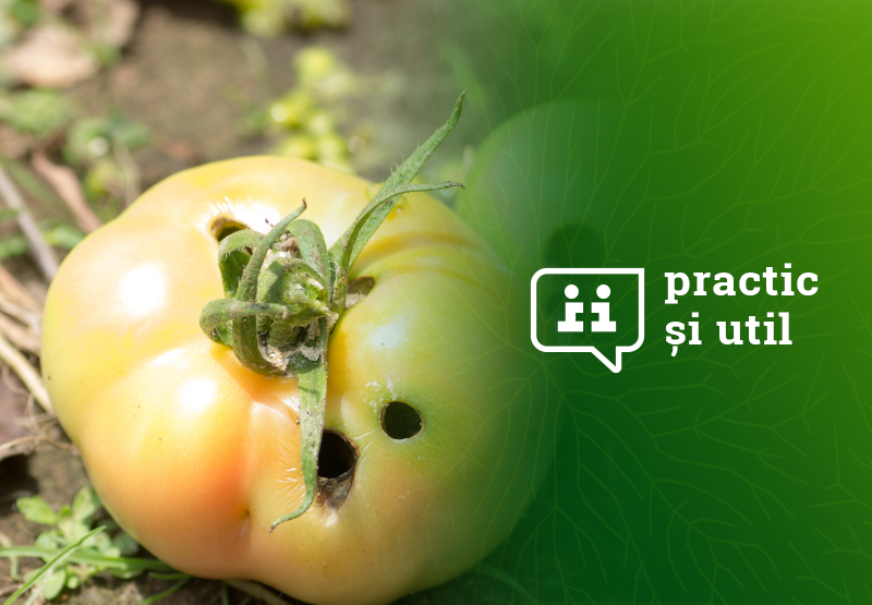 Omida fructelor de tomate si ardei - tratamente si recomandari