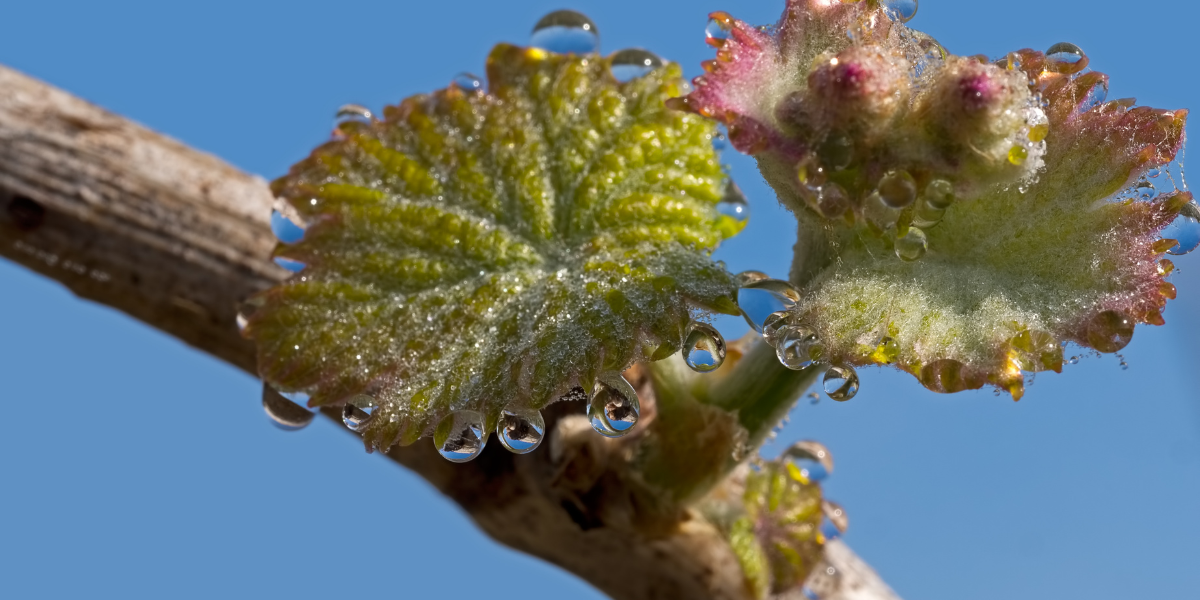 Butasirea vitei de vie: secretele unei inmultiri reusite