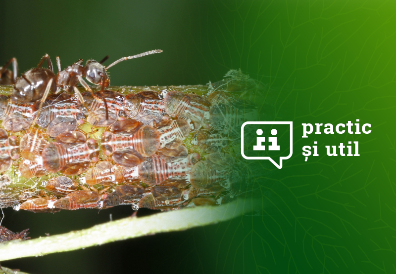 Puricele melifer al parului - tratamente si recomandari