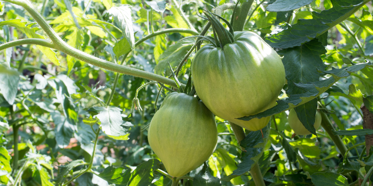Rosii inima de Bou: gustul autentic al tomatelor de odinioara