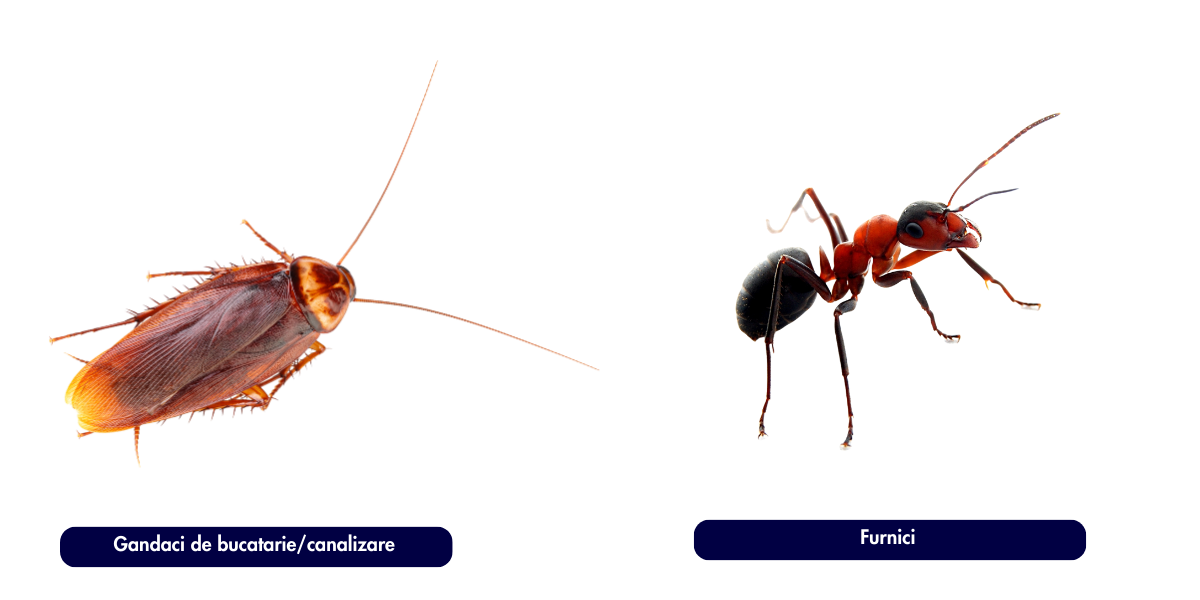 ALFASECT DIFENSA INSECTE TÂRÂTOARE - 50ML R